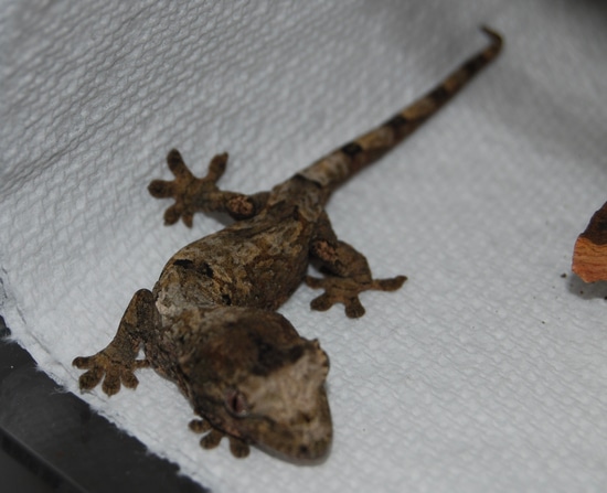 Pine Island Baby 2 Chahoua Gecko by Chad Gray Reptiles