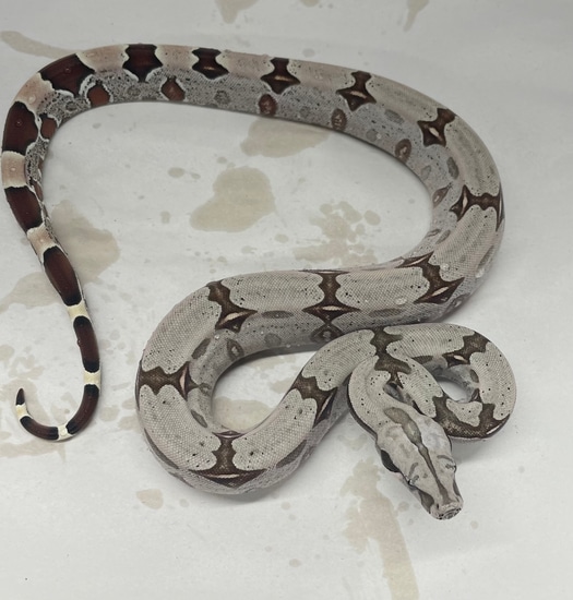 2023 Female Guyana Bcc REDUCED True Red-Tailed Boa Constrictor by Chad ...