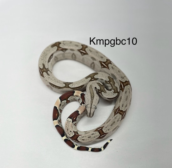 2023 Male Cbb Guyana Bcc True Red-Tailed Boa Constrictor by Chad Gray ...