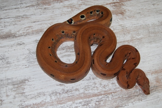 2019 Adult Female Scoria Boa Constrictor by Chad Gray Reptiles