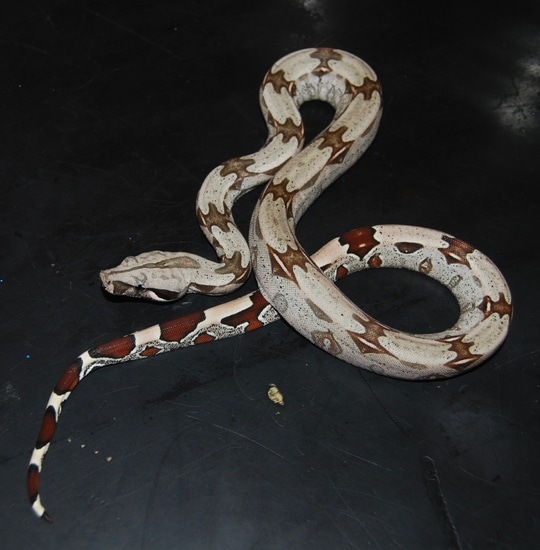2023 CBB Guyana BCC REDUCED True Red-Tailed Boa Constrictor by Chad ...