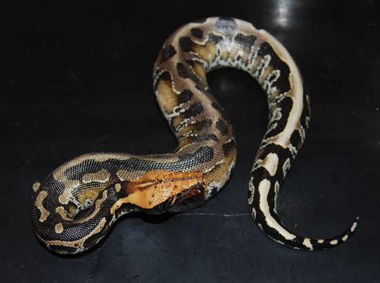 2023 Male 100% Het Caramel Sumatran Short-Tailed Python by Chad Gray ...