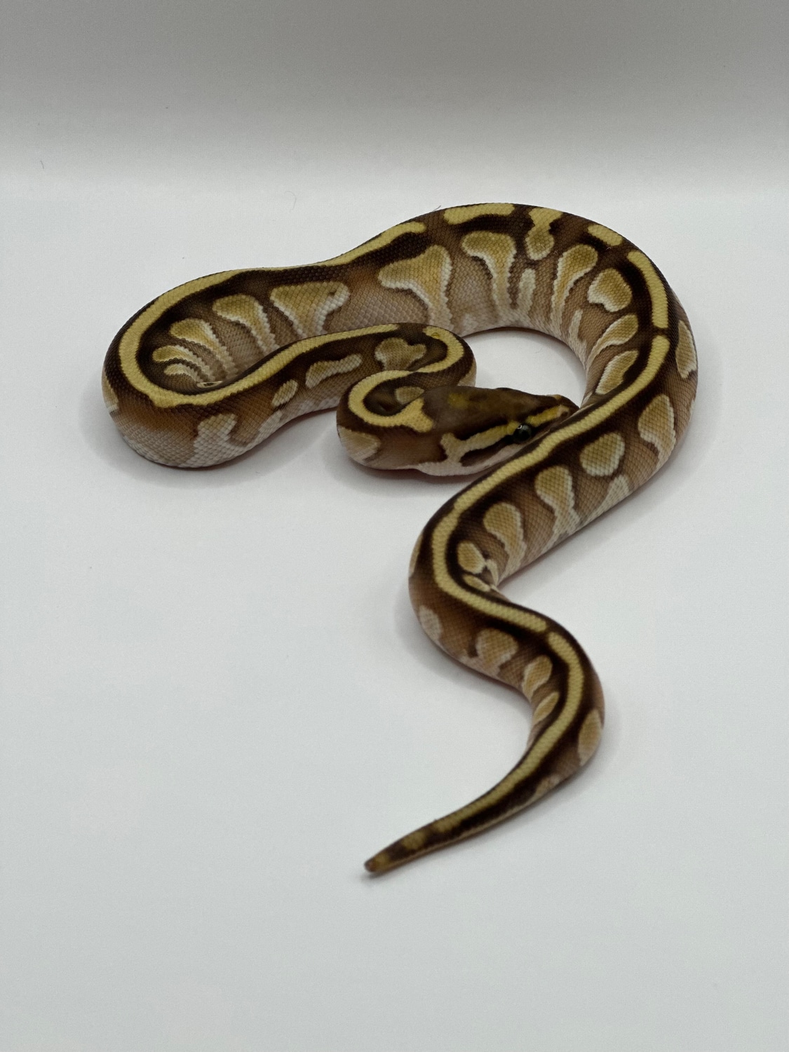 Butter Enchi Het Piebald 50% Het Clown Ball Python by Ronin Reptiles ...