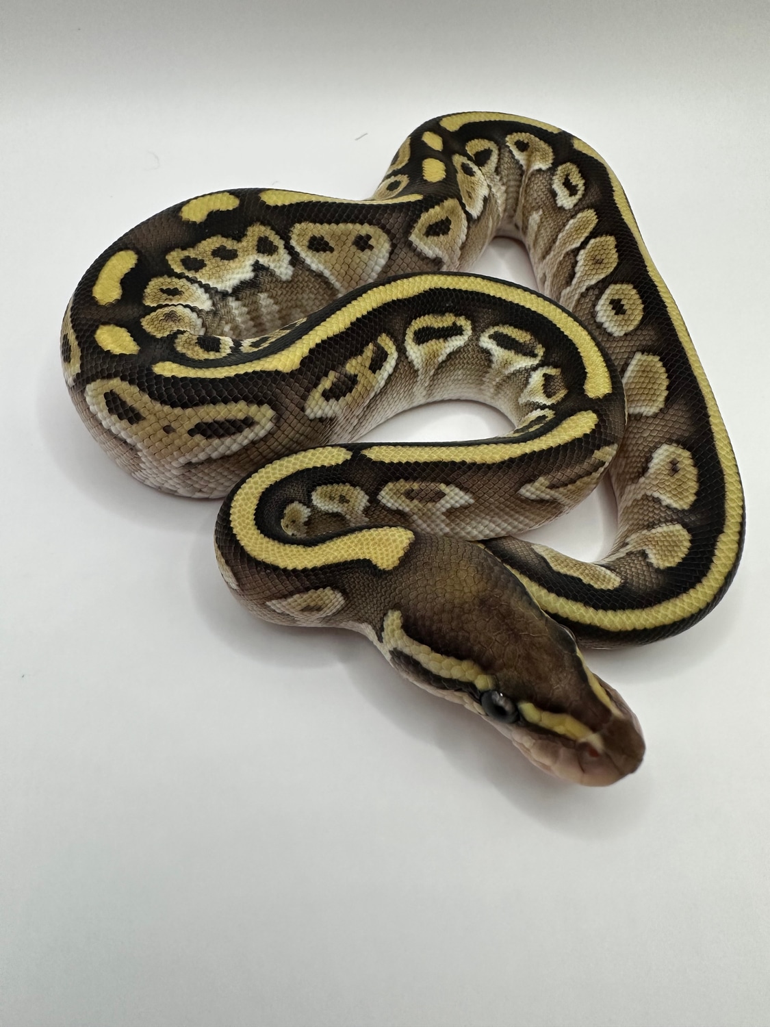 Butter Het Piebald 50% Het Clown Ball Python by Ronin Reptiles ...