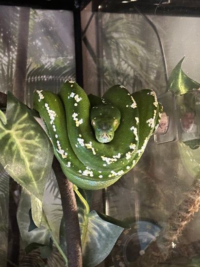 Stunning Very High White *Paradox* Aru Female Green Tree Python by CK ...