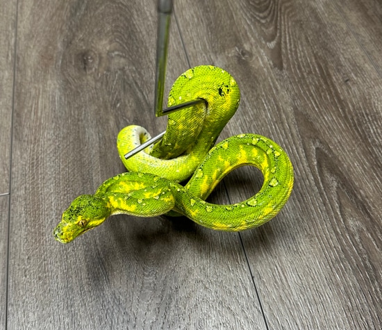 Mite Phase - Hi Black Biak Green Tree Python by CK Reptiles