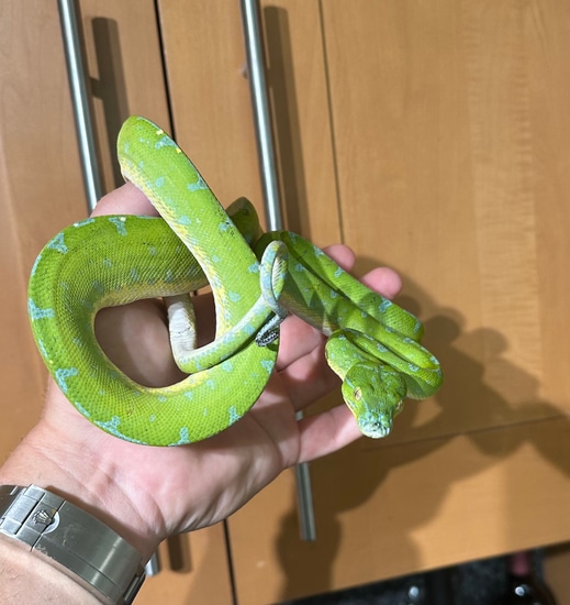 Pure Manokwari Female Green Tree Python by CK Reptiles