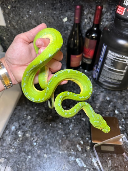 Beautiful Manokwari Green Tree Python by CK Reptiles