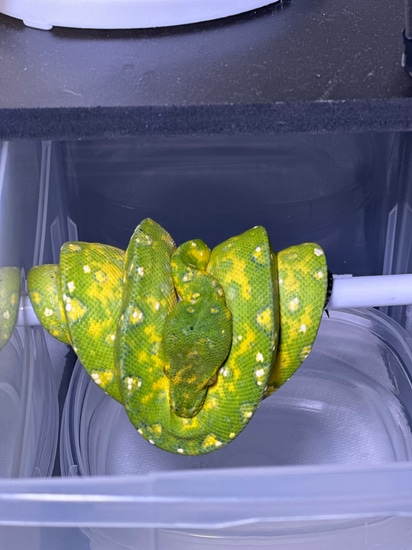 Unique Biak Green Tree Python by CK Reptiles