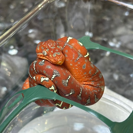 CK Reptiles - MorphMarket