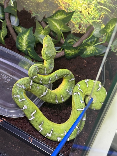 Surinam Emerald Northern Emerald Tree Boa by CK Reptiles