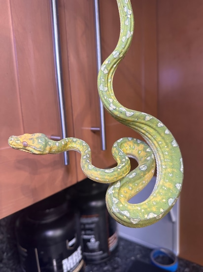 Nice Biak Green Tree Python by CK Reptiles