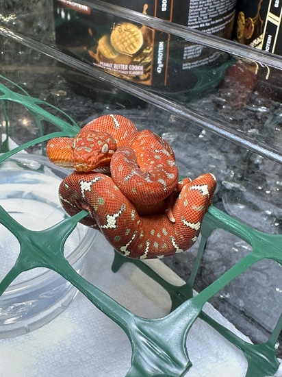 CB Red Neo Emerald Northern Emerald Tree Boa by CK Reptiles