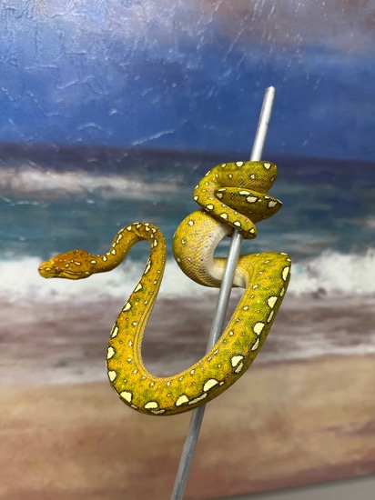 Nice Biak Green Tree Python by CK Reptiles