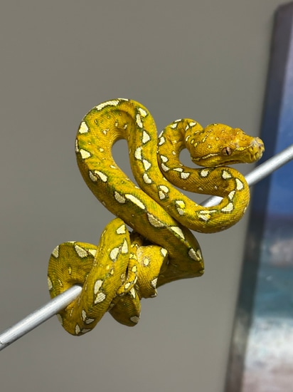 Nice Biak Green Tree Python by CK Reptiles
