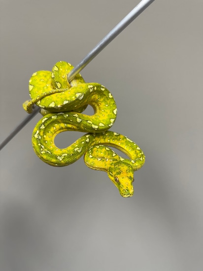 Biak Green Tree Python by CK Reptiles