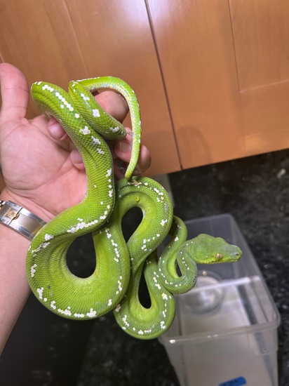 Hi White Aru Green Tree Python by CK Reptiles