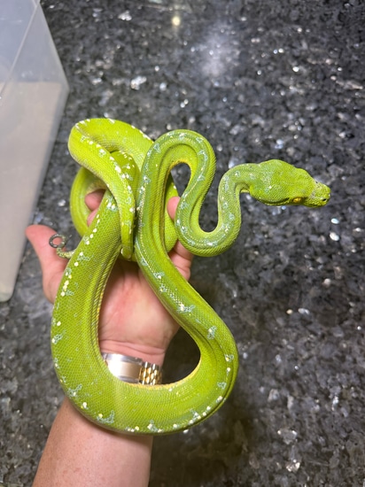 Manokwari Green Tree Python by CK Reptiles