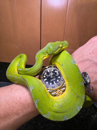 Manokwari Green Tree Python by CK Reptiles