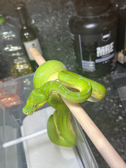 Sorong Green Tree Python by CK Reptiles