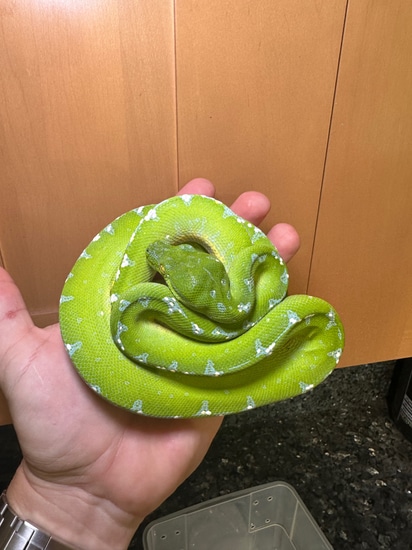 Sorong Green Tree Python by CK Reptiles