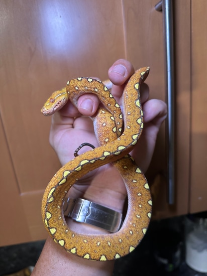 A+ Red Neo Biak Green Tree Python by CK Reptiles