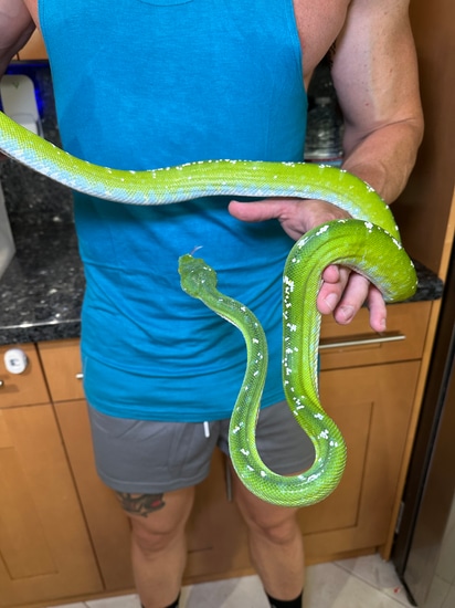 Big Stud Aru Green Tree Python by CK Reptiles