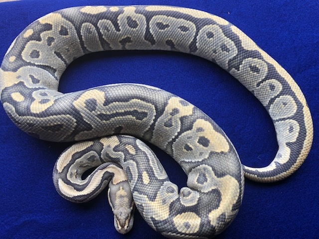 Vanilla Orange Ghost Ball Python by Chad Ramsey - MorphMarket