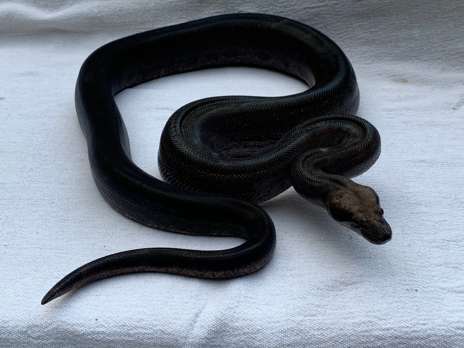 Eclipse Boa Constrictor by Chad Ramsey - MorphMarket