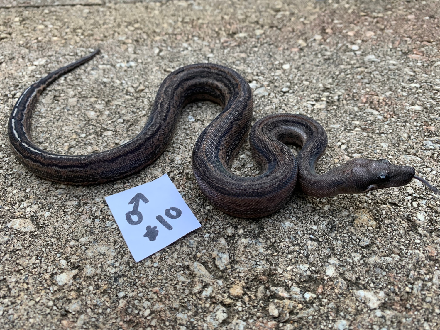 Eclipse Boa Constrictor by Chad Ramsey - MorphMarket
