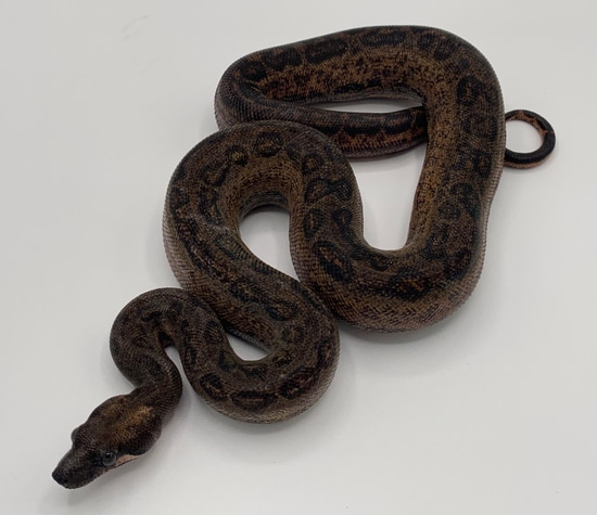 Eclipse Boa Constrictor by Chad Ramsey