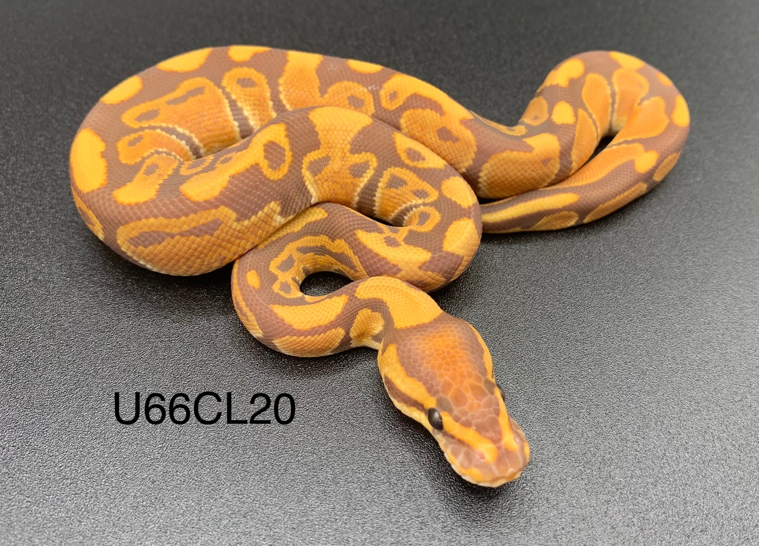 Ultramel 66% Het Clown Ball Python by Chad Ramsey - MorphMarket