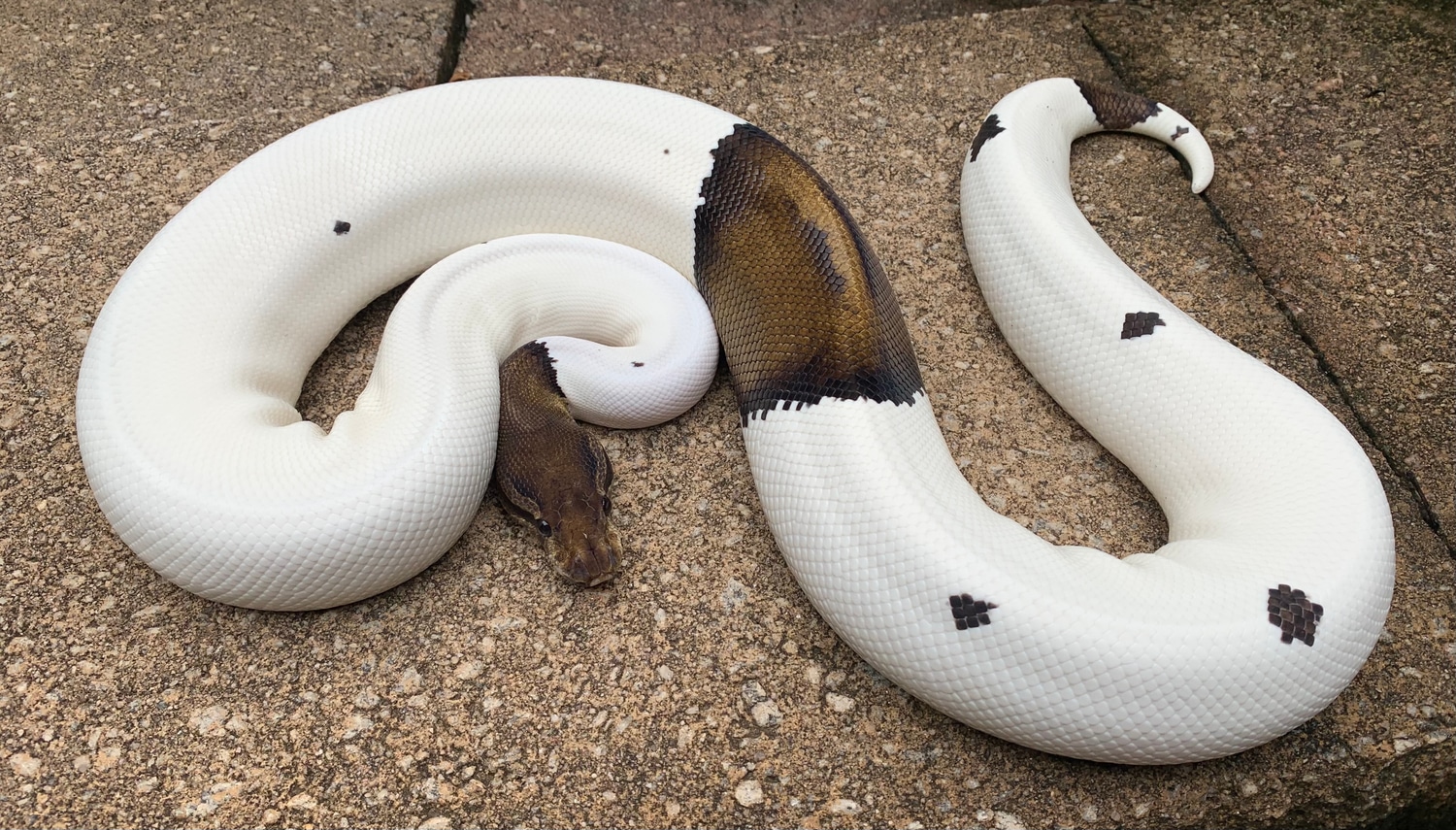 Black Pastel Piebald Ball Python by Chad Ramsey - MorphMarket