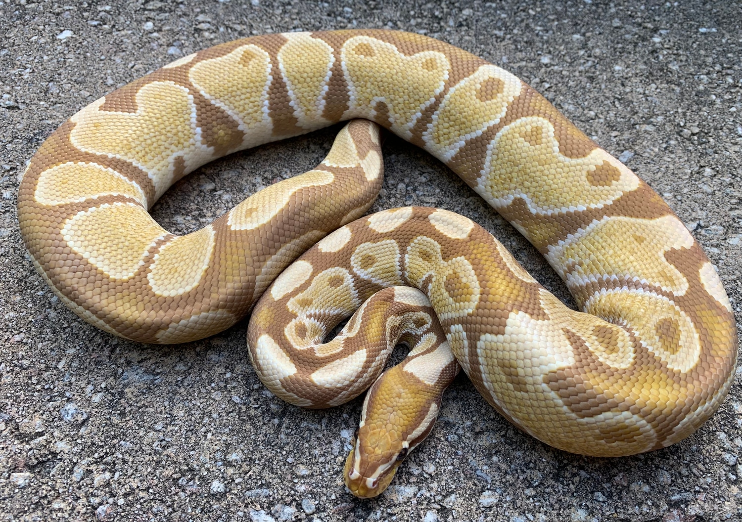 Ultramel Ball Python by Chad Ramsey - MorphMarket