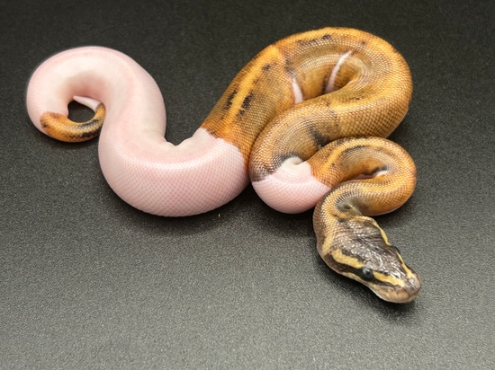 GHI Mahogany Piebald Ball Python by Chad Ramsey