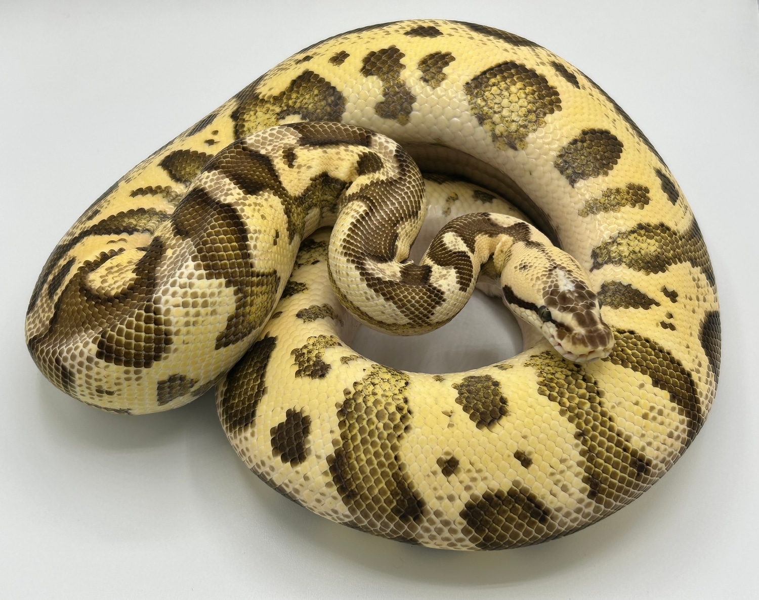 Firefly Leopard Het Clown Ball Python by Chad Ramsey - MorphMarket