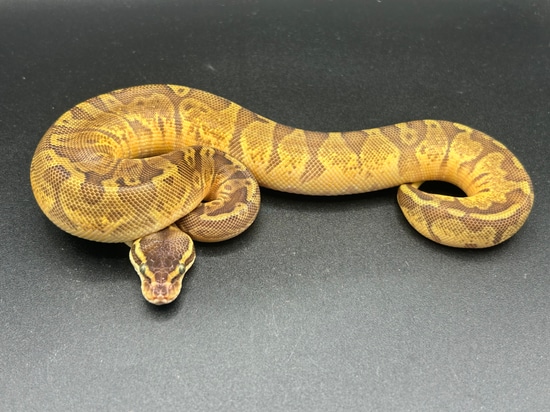 Enchi Pastel Sunset Possible OD Ball Python by Chad Ramsey
