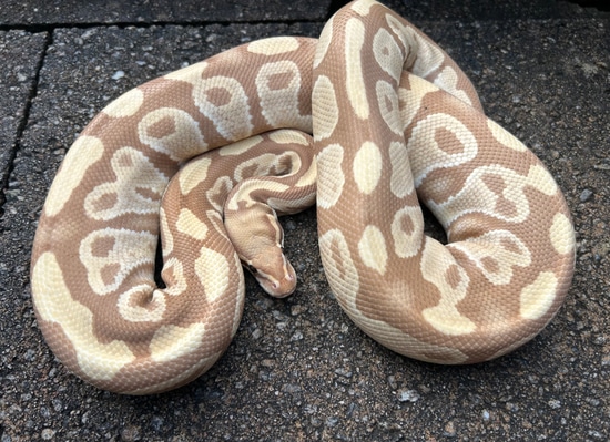 Ultramel Ball Python by Chad Ramsey