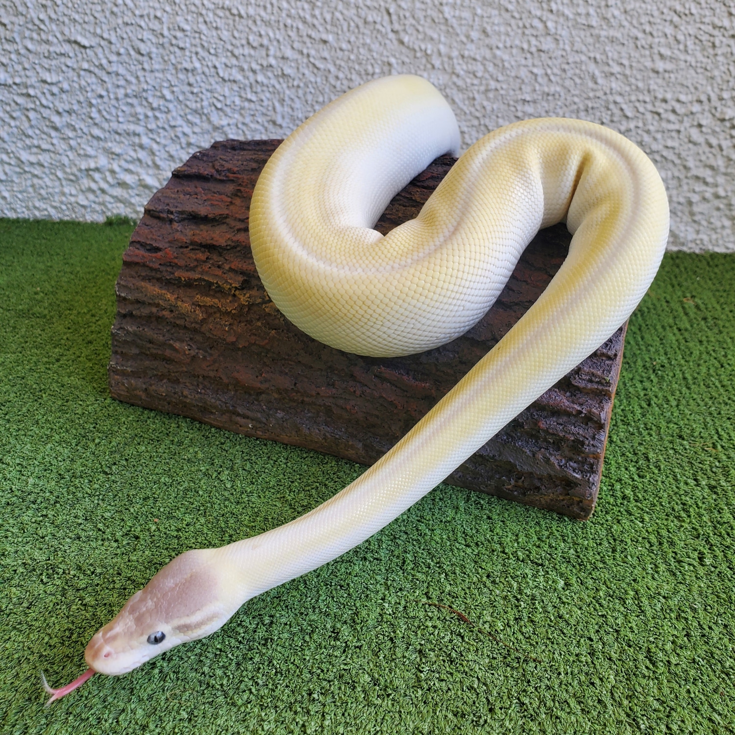 Super Mojave Ball Python by Royal Palace Reptiles - MorphMarket
