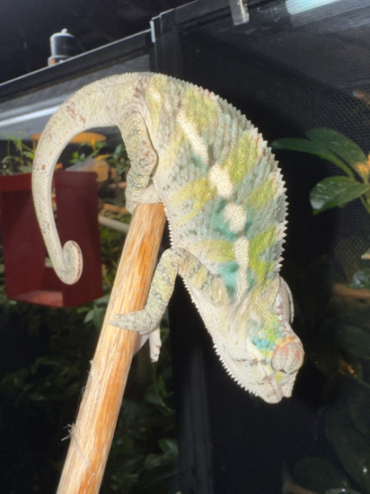 Panther Chameleon Ambilobe Male by Chameleon_Cali