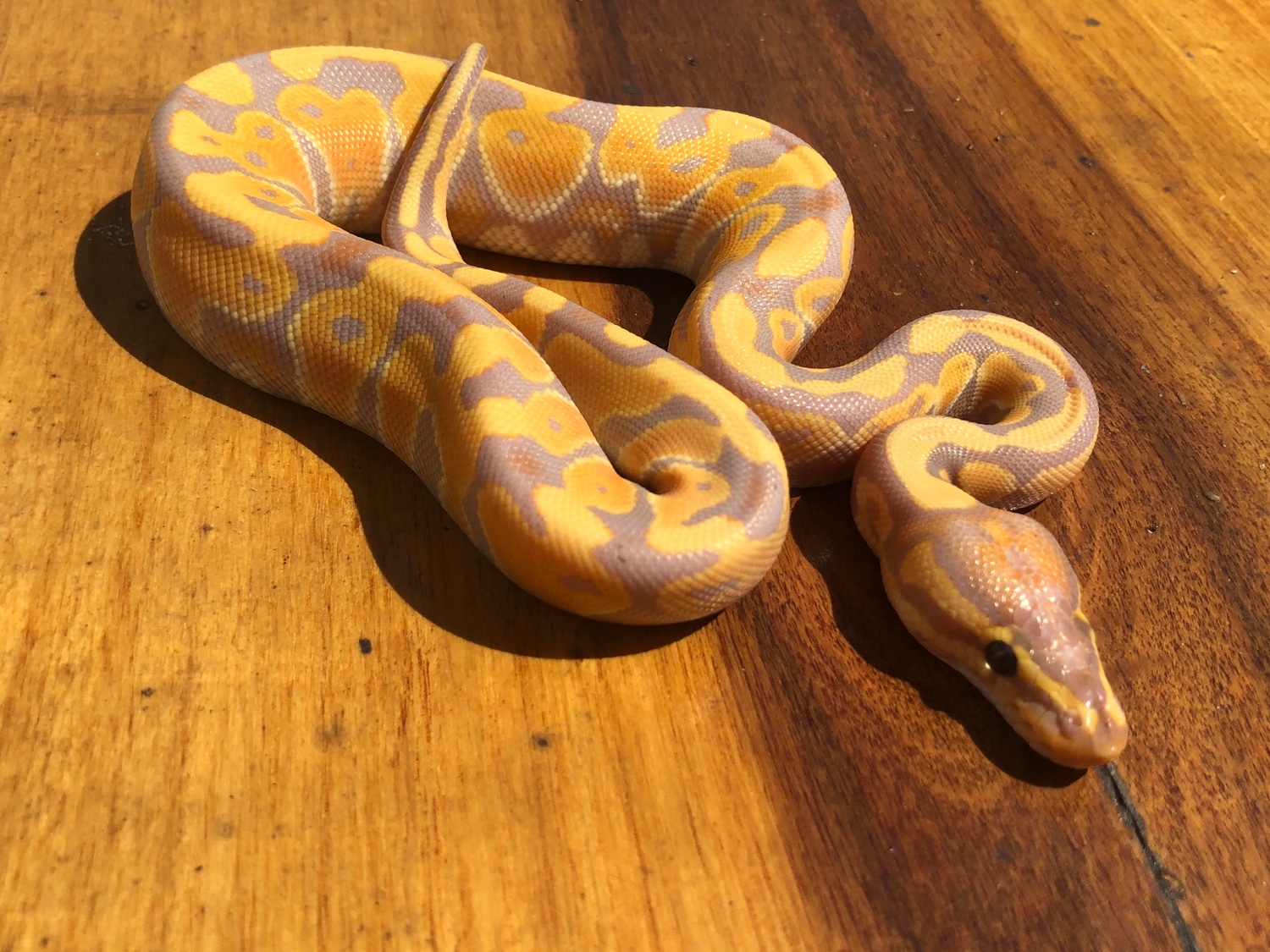 Coral Glow 100% Het Clown Ball Python by Camellia Creations aka Bougie ...