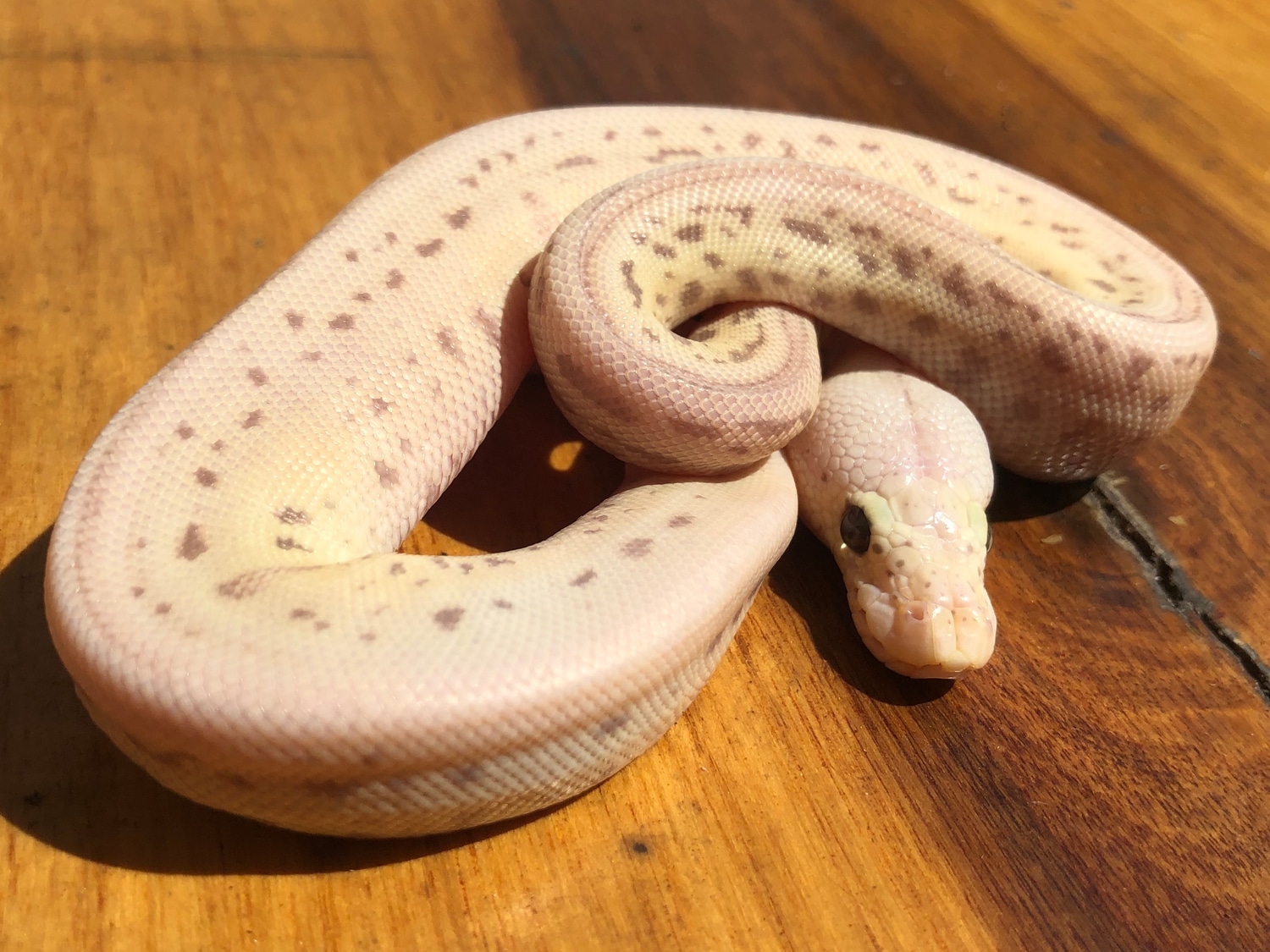Pastel Coral Glow Leopard Spotnose Clown Ball Python by Camellia ...