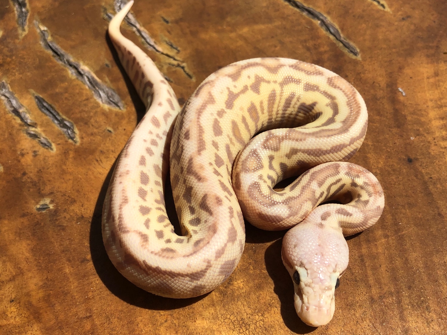 Pastel Spotnose Leopard Coral Glow 100% Het Clown Ball Python by ...