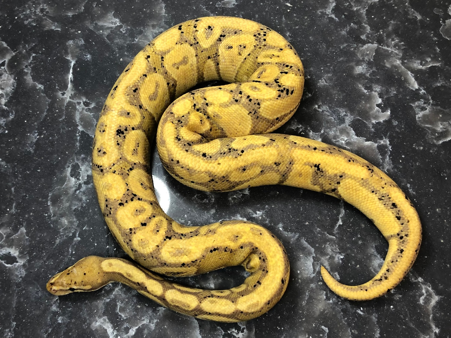 Coral Glow Fire 50% Het Clown 100% Het Pied Ball Python by Camellia ...
