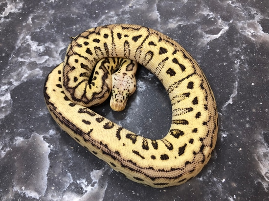 Pastel Batman Ball Python by Camellia Creations aka Bougie Boids