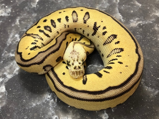 Pastel Batman Ball Python by Camellia Creations aka Bougie Boids