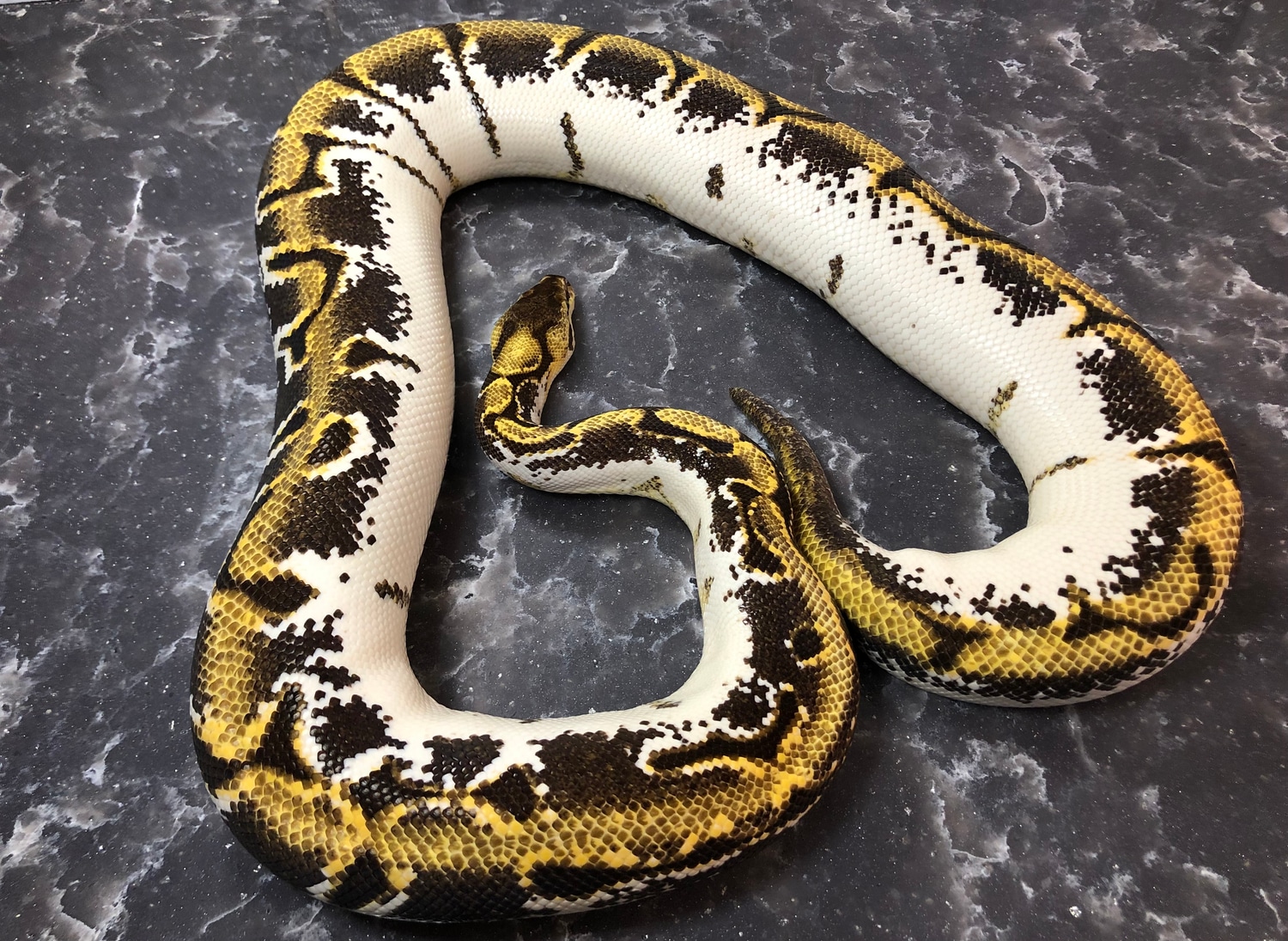 Mocha Calico Spider Ball Python by Camellia Creations aka Bougie Boids ...