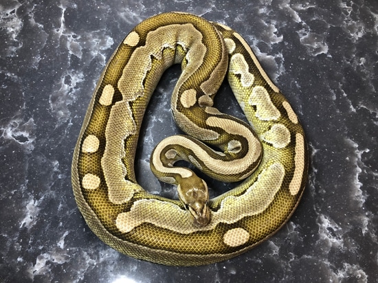 Lesser Tri Stripe Ball Python by Camellia Creations aka Bougie Boids