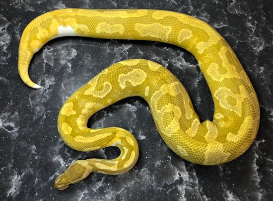 Caramel Pied Ball Python by Camellia Creations aka Bougie Boids