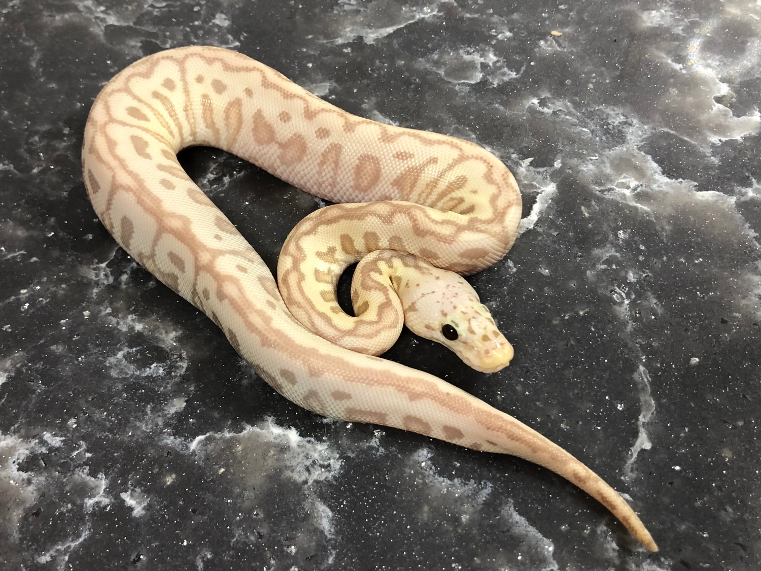 Coral Glow Batman Ball Python by Camellia Creations aka Bougie Boids ...